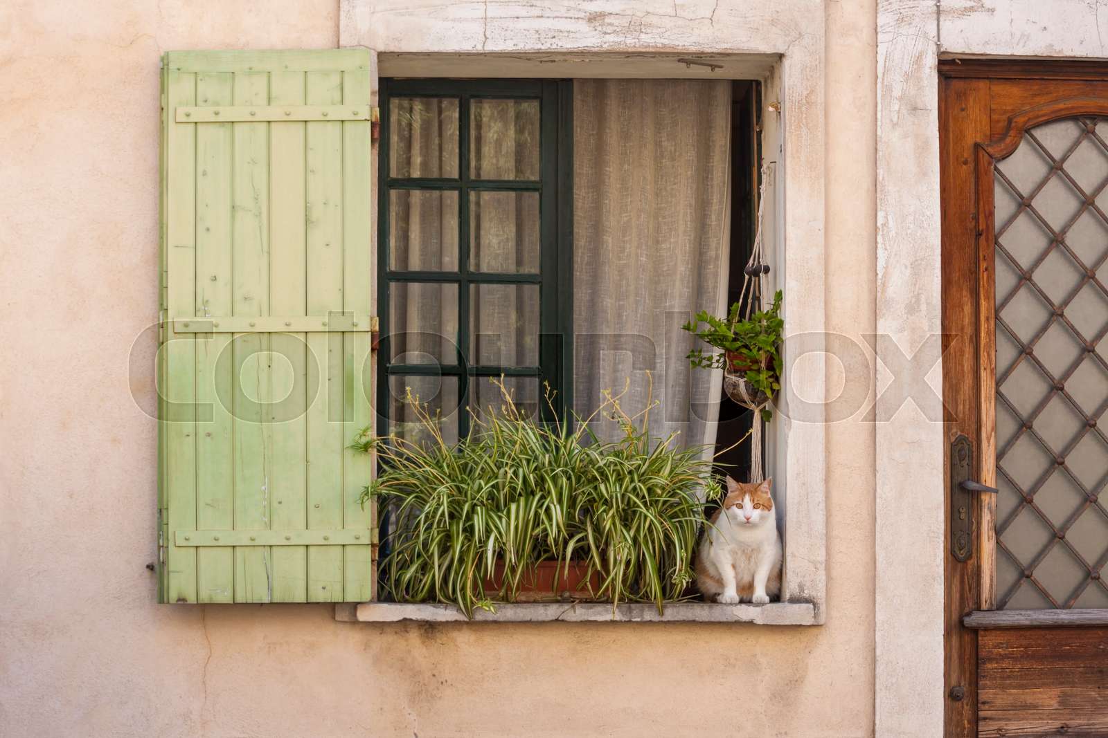 Cat in a window with pastel green shutter | Stock image | Colourbox