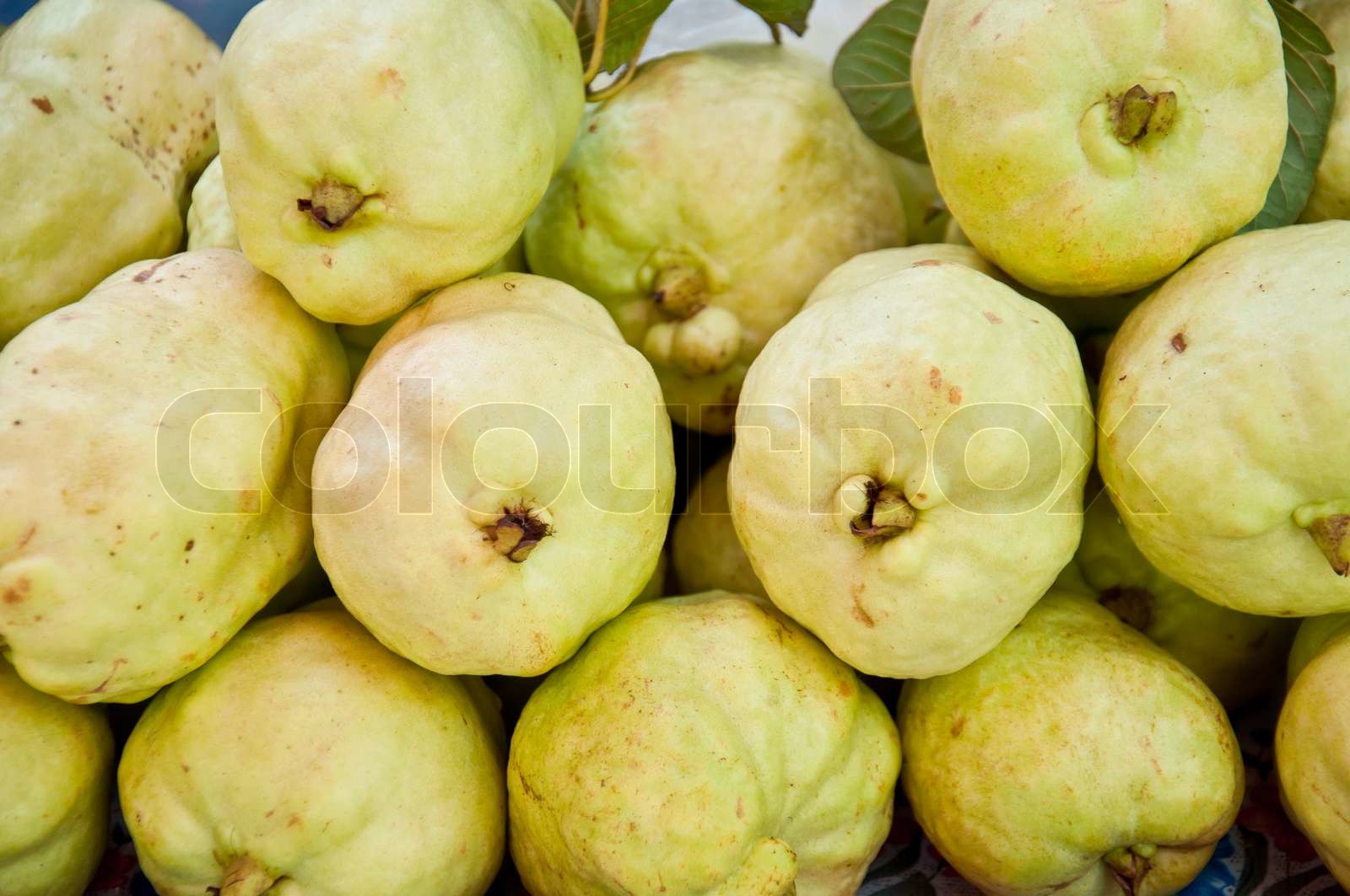 Fresh green guava | Stock image | Colourbox