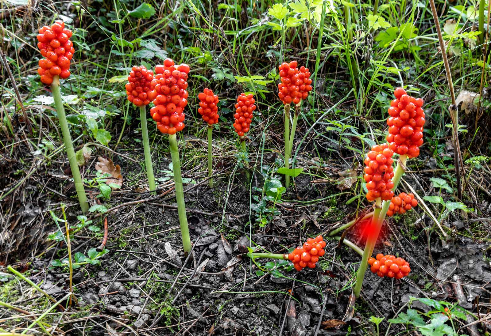 Arum maculatum with red berries, a poisonous woodland plant | Stock ...