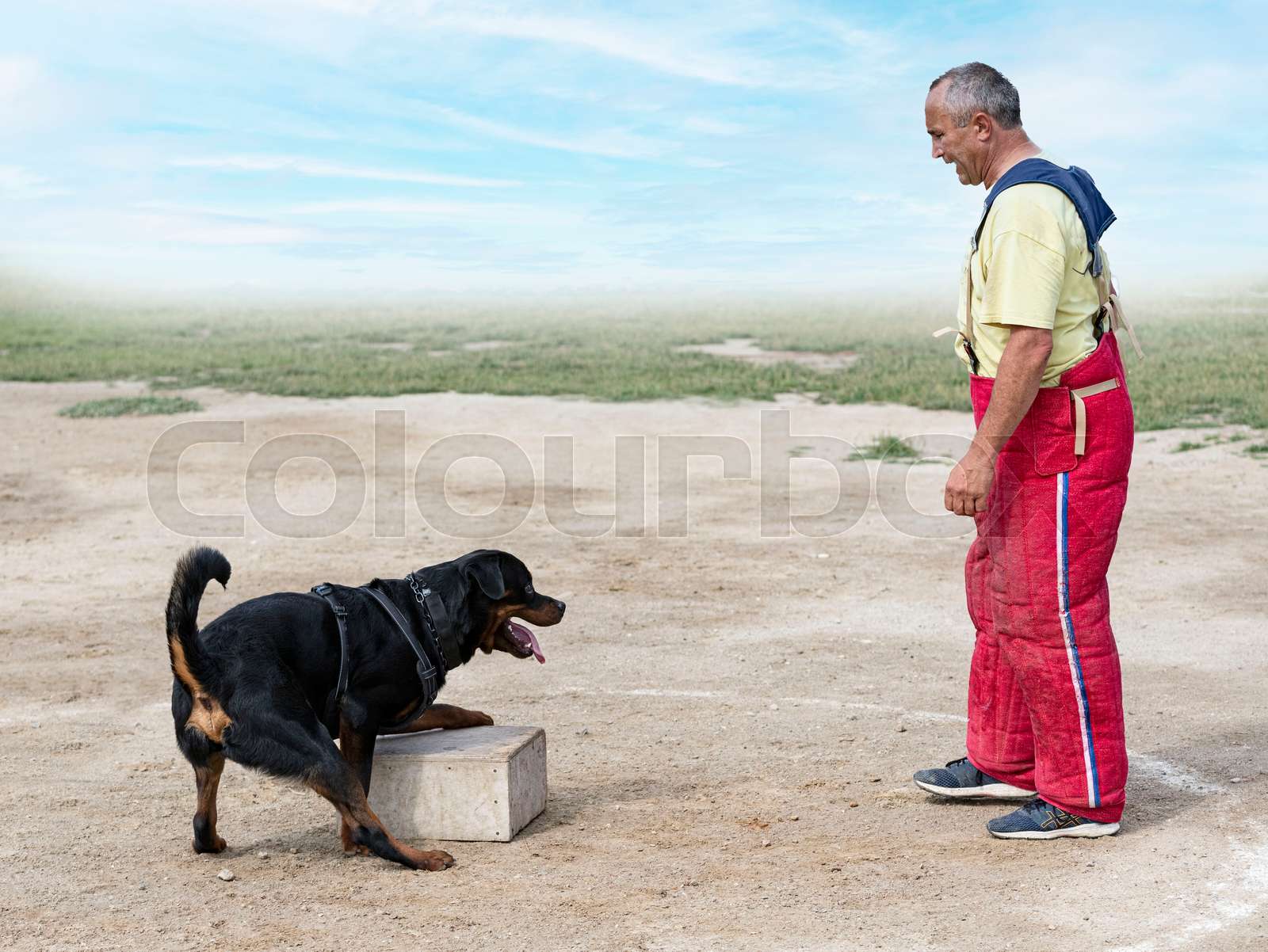 training of rottweiler | Stock image | Colourbox