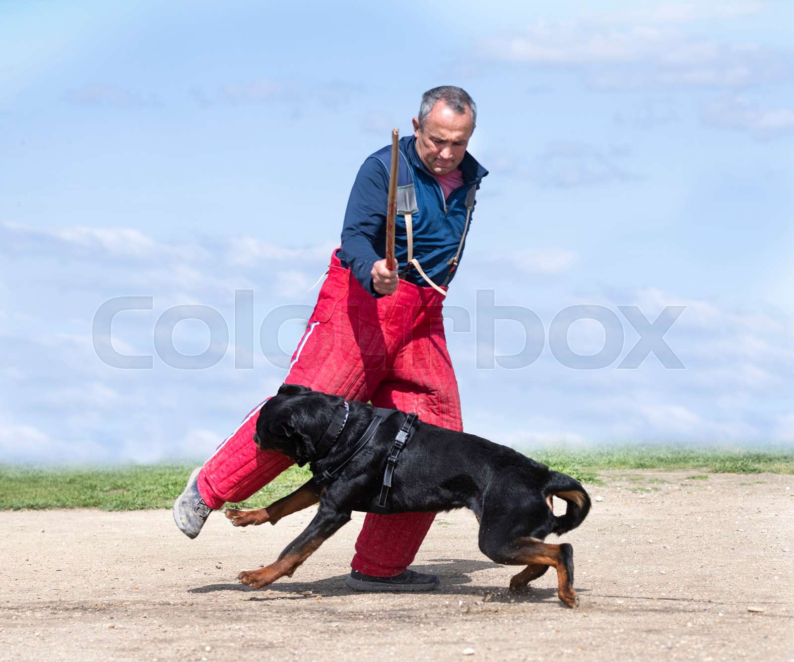 training of rottweiler | Stock image | Colourbox