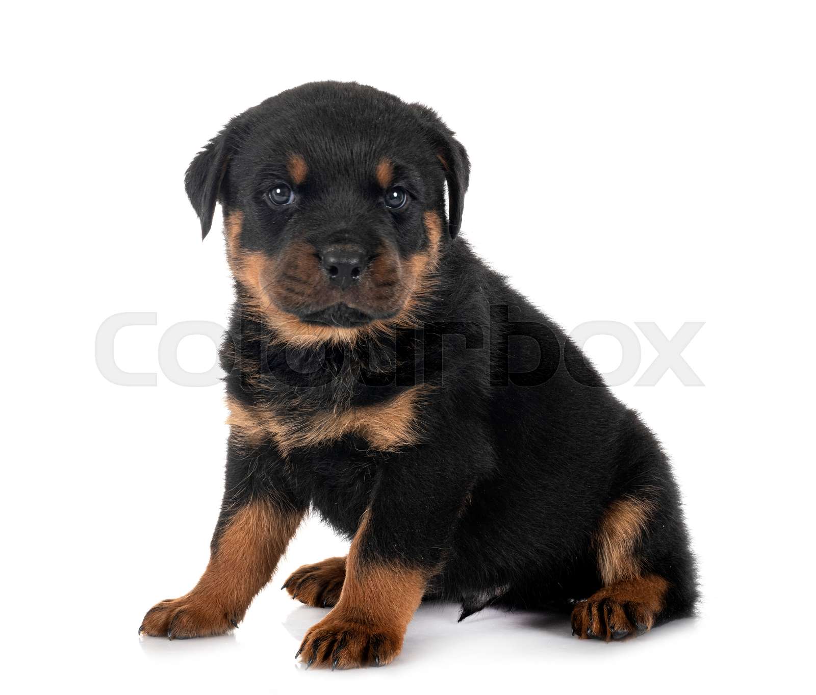 puppy rottweiler in studio | Stock image | Colourbox