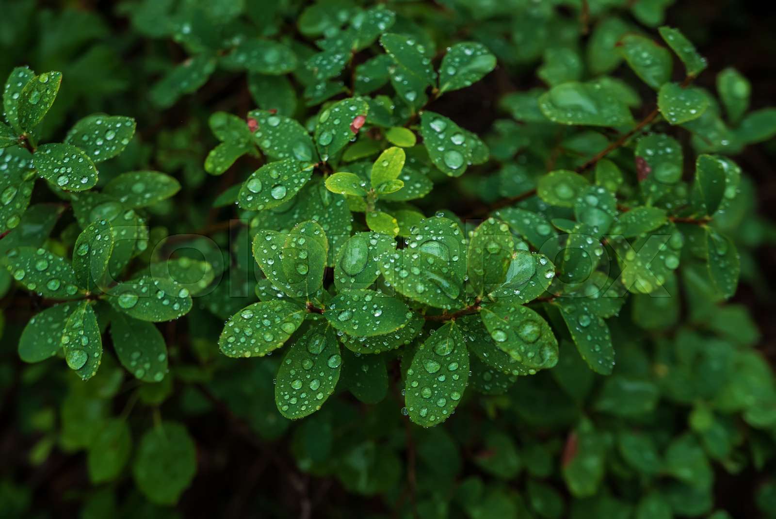 Leaves of a blueberry | Stock image | Colourbox