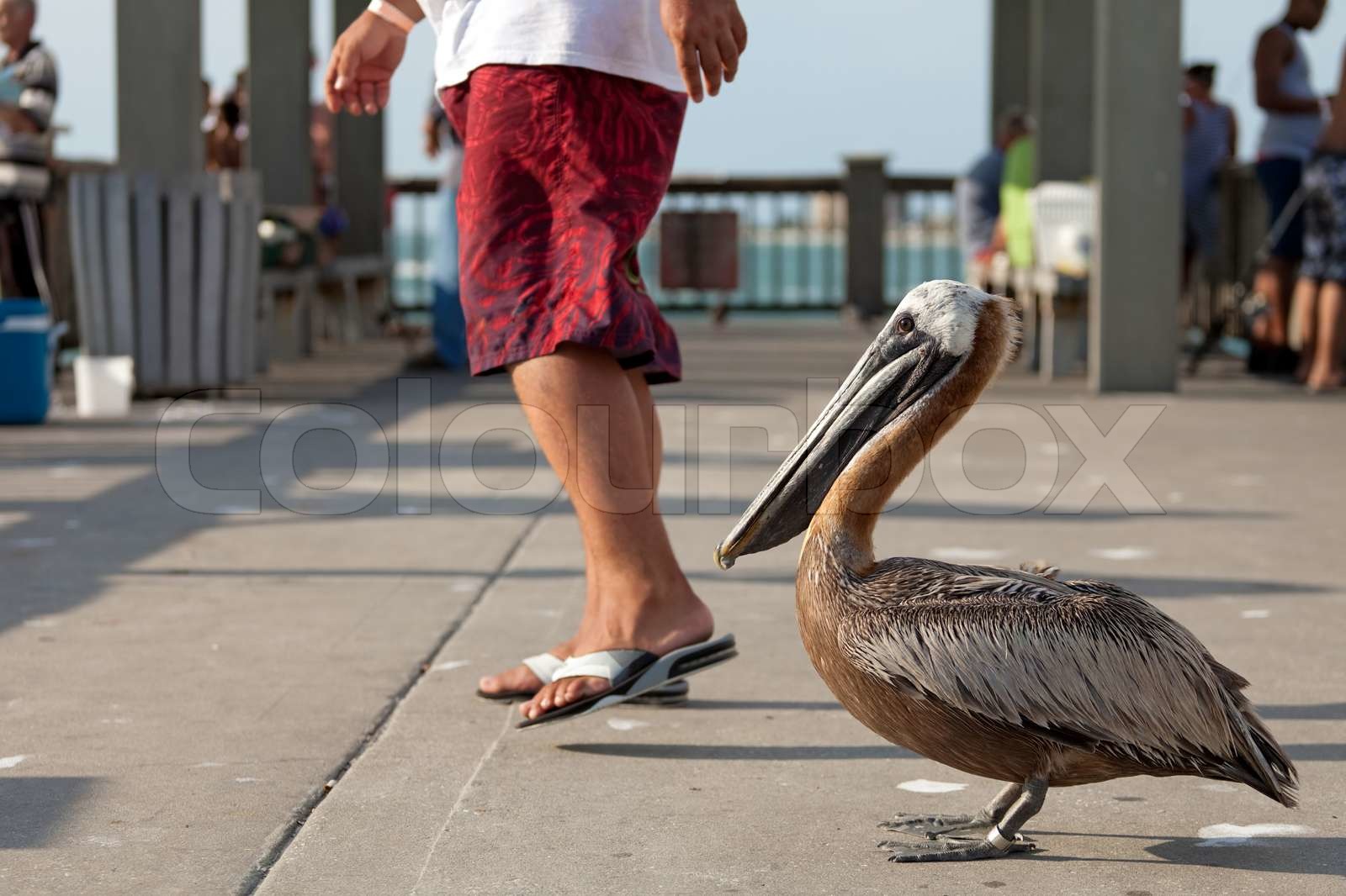 Brave Florida Pelican | Stock image | Colourbox