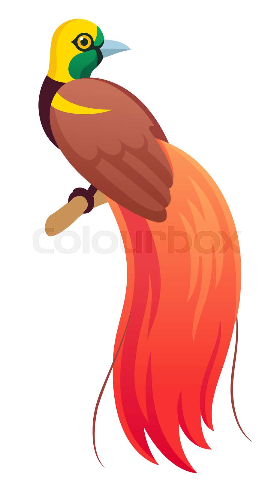 Raggiana bird-of-paradise cartoon illustration | Stock vector | Colourbox