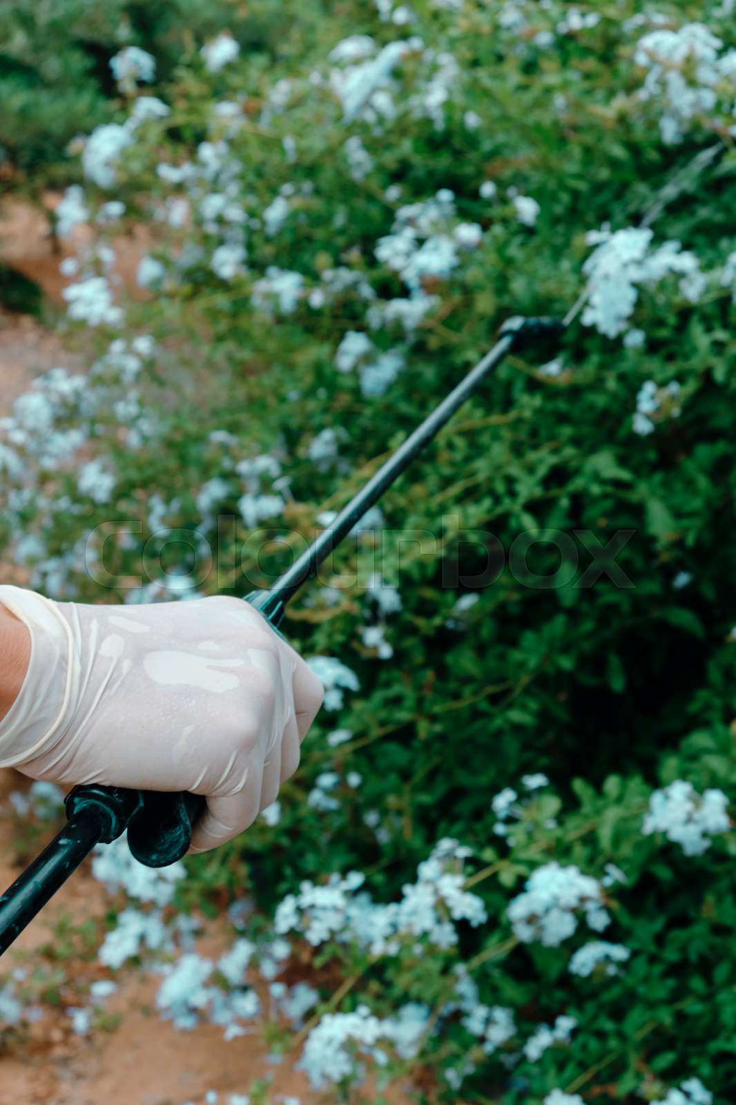 man spraying insecticide on a shrub | Stock image | Colourbox