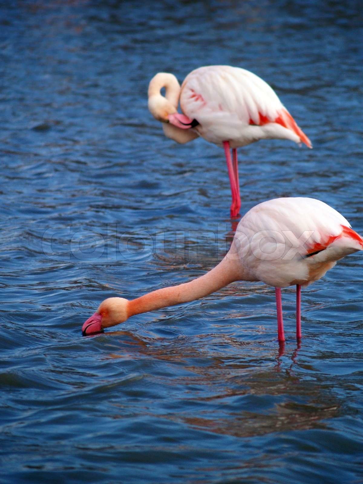 Pink flamingos | Stock image | Colourbox