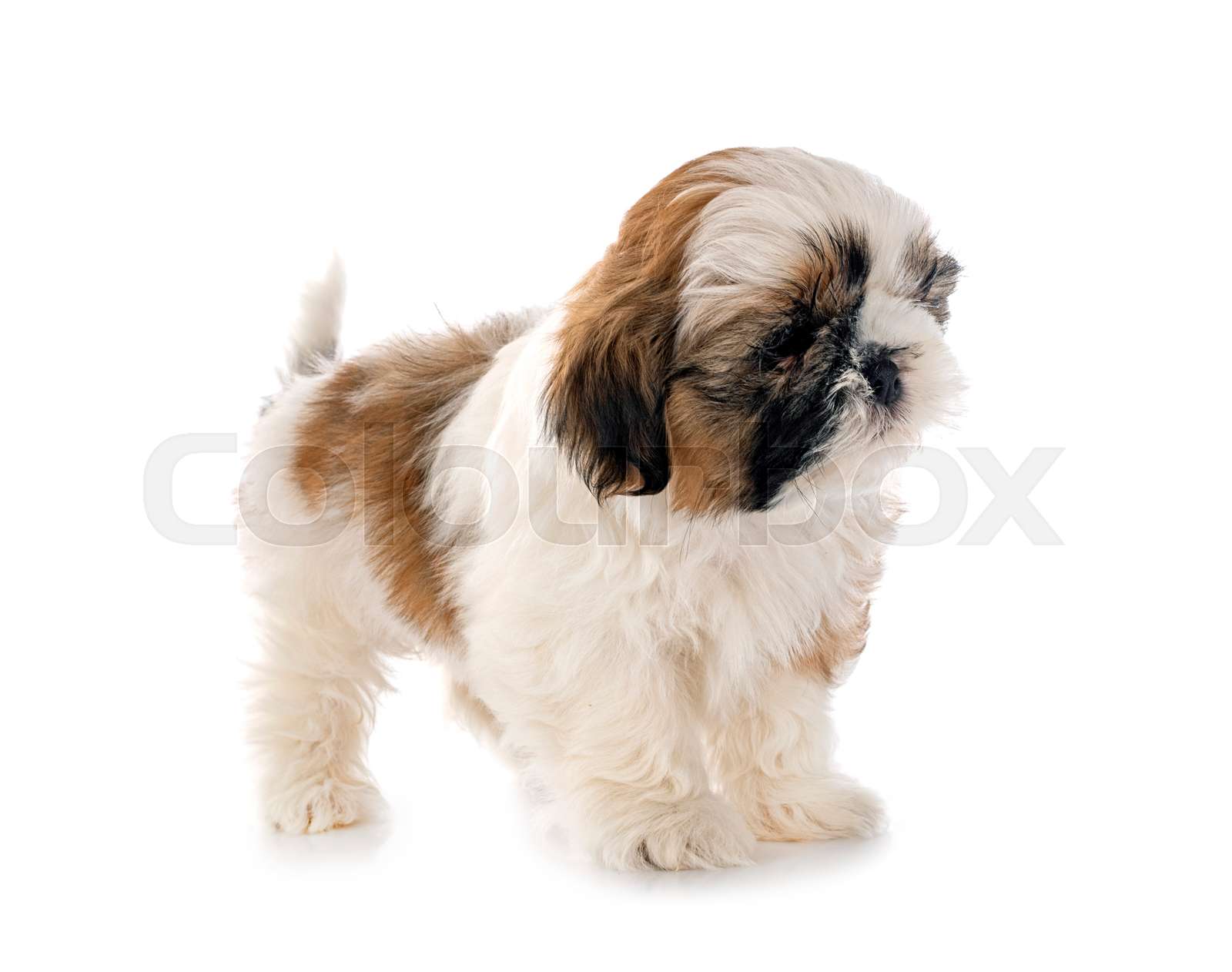 puppy Shih Tzu in studio | Stock image | Colourbox