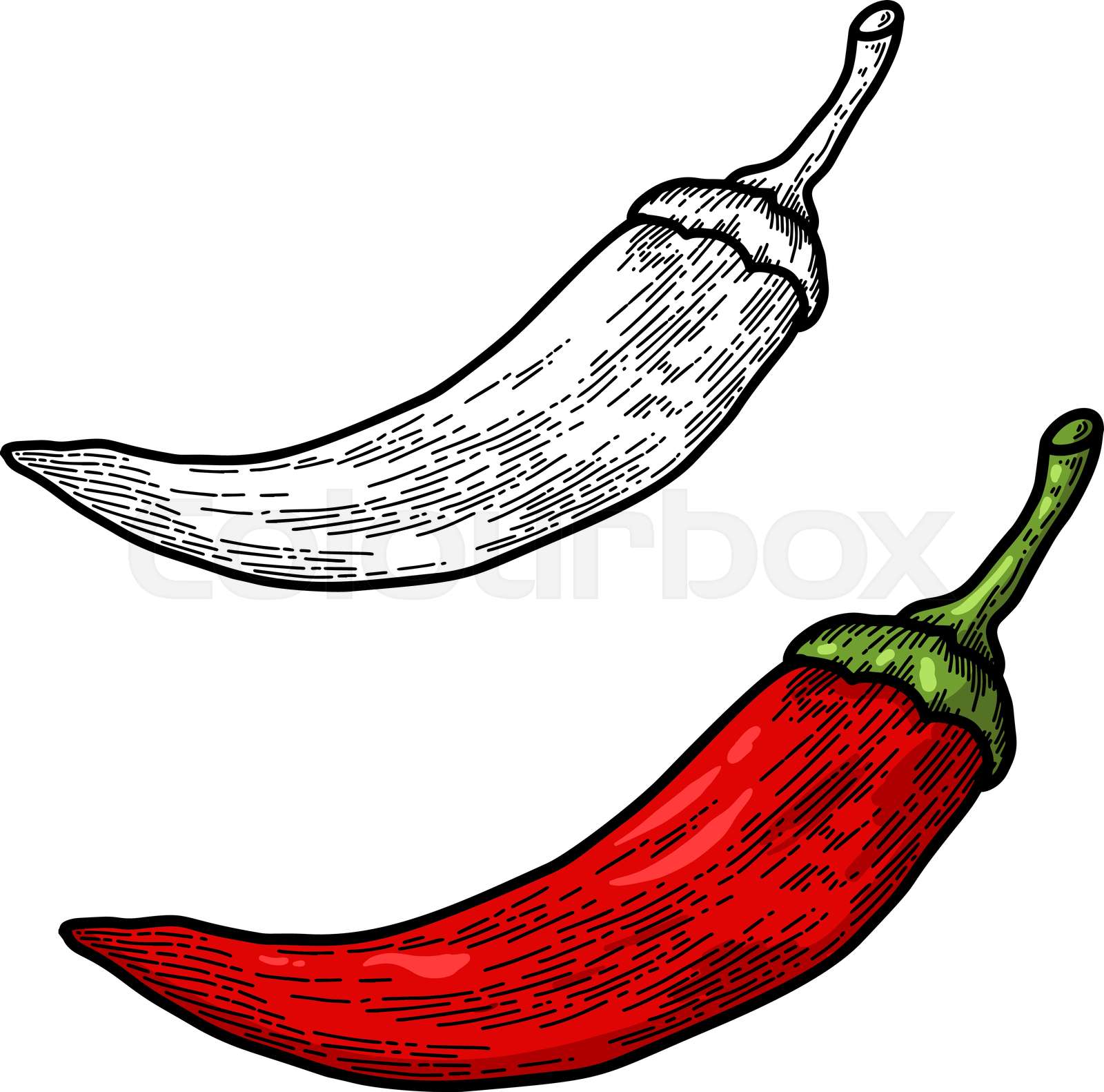 Illustration of chili pepper in engraving style. Design element for ...