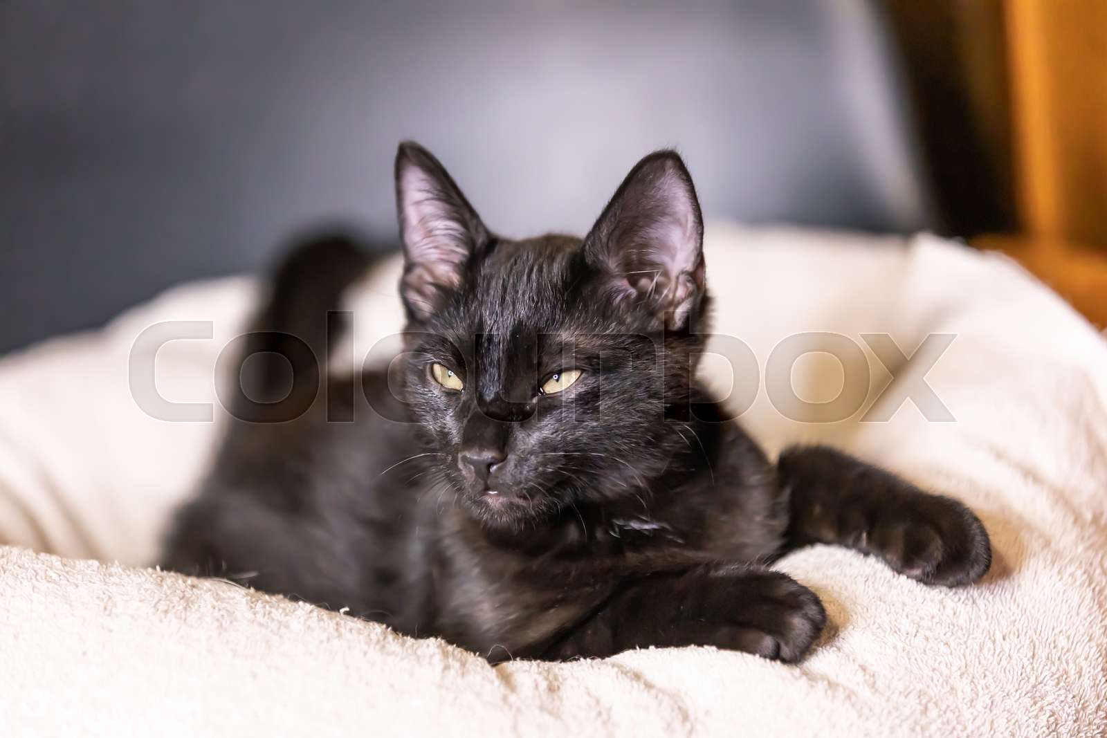 Baby Cat | Stock image | Colourbox