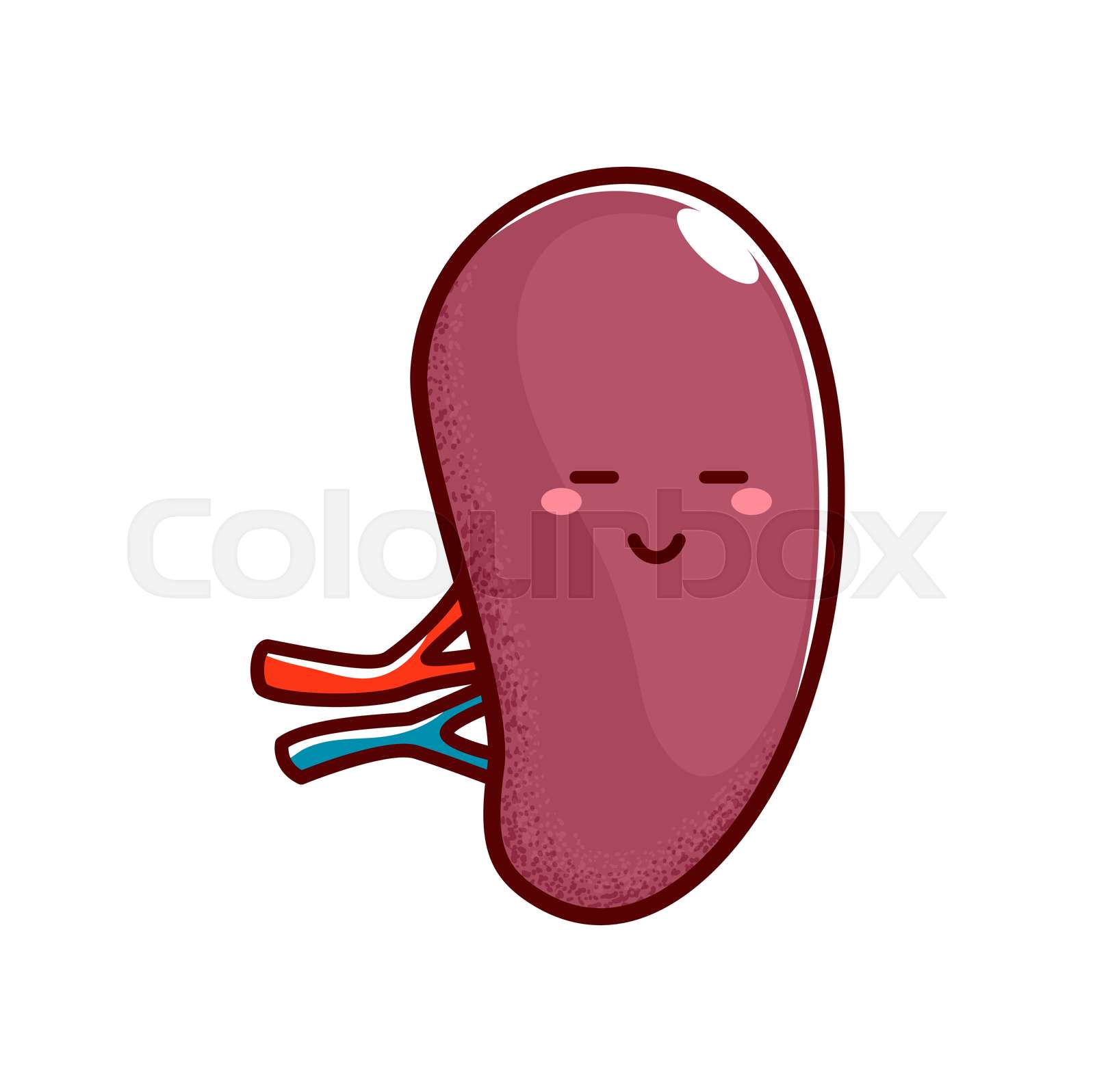 Cartoon character, happy smiling healthy kidney | Stock vector | Colourbox