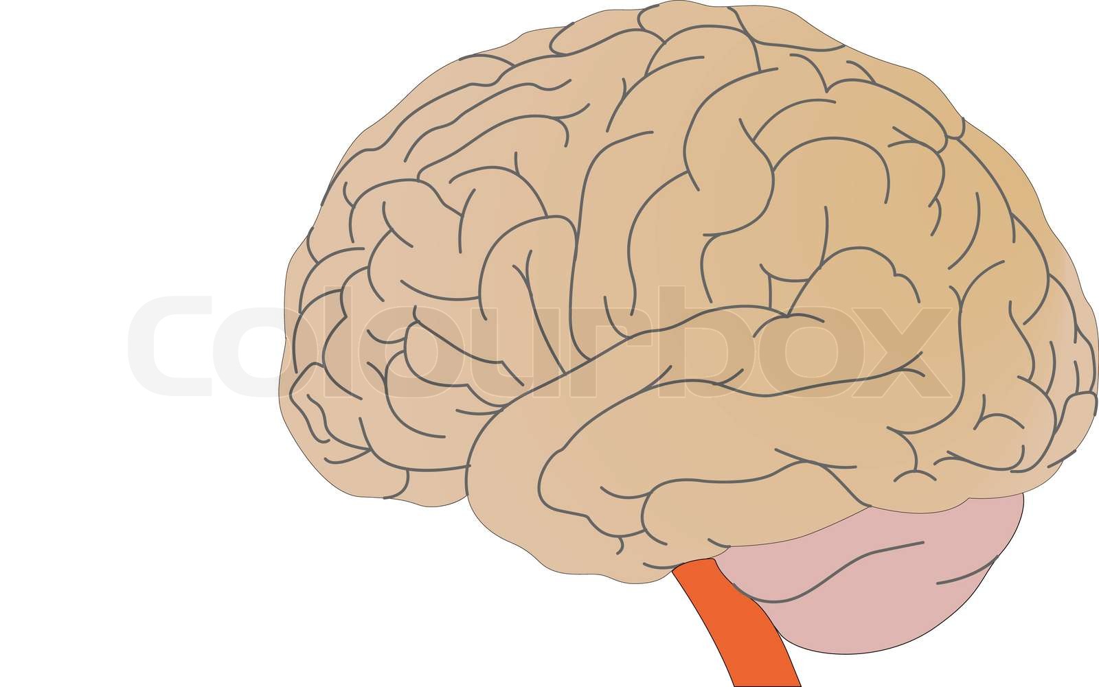 Vektor en hjerne af den person, | Stock vektor | Colourbox