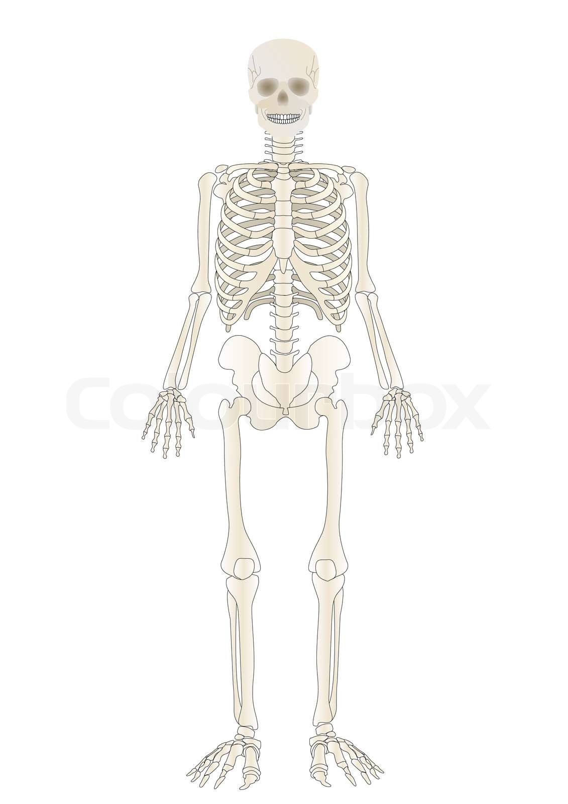 Vector the Skeleton of the person | Stock vector | Colourbox