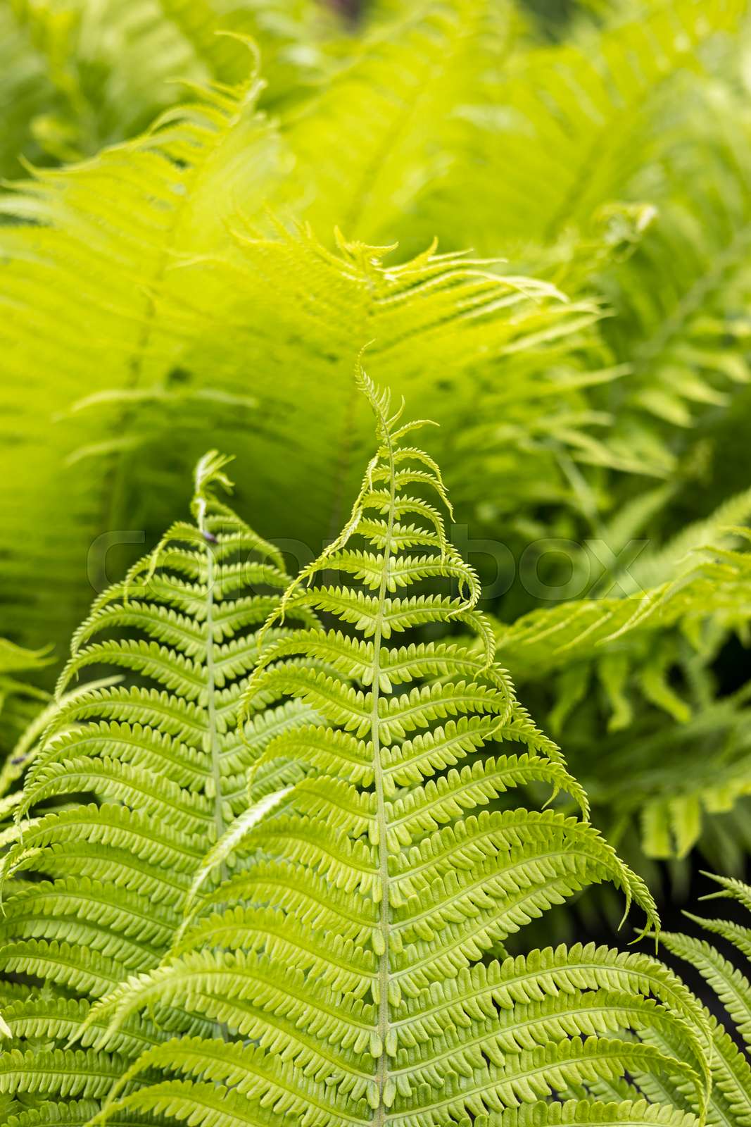 Ferns leaves green foliage natural floral fern background in sunlight ...