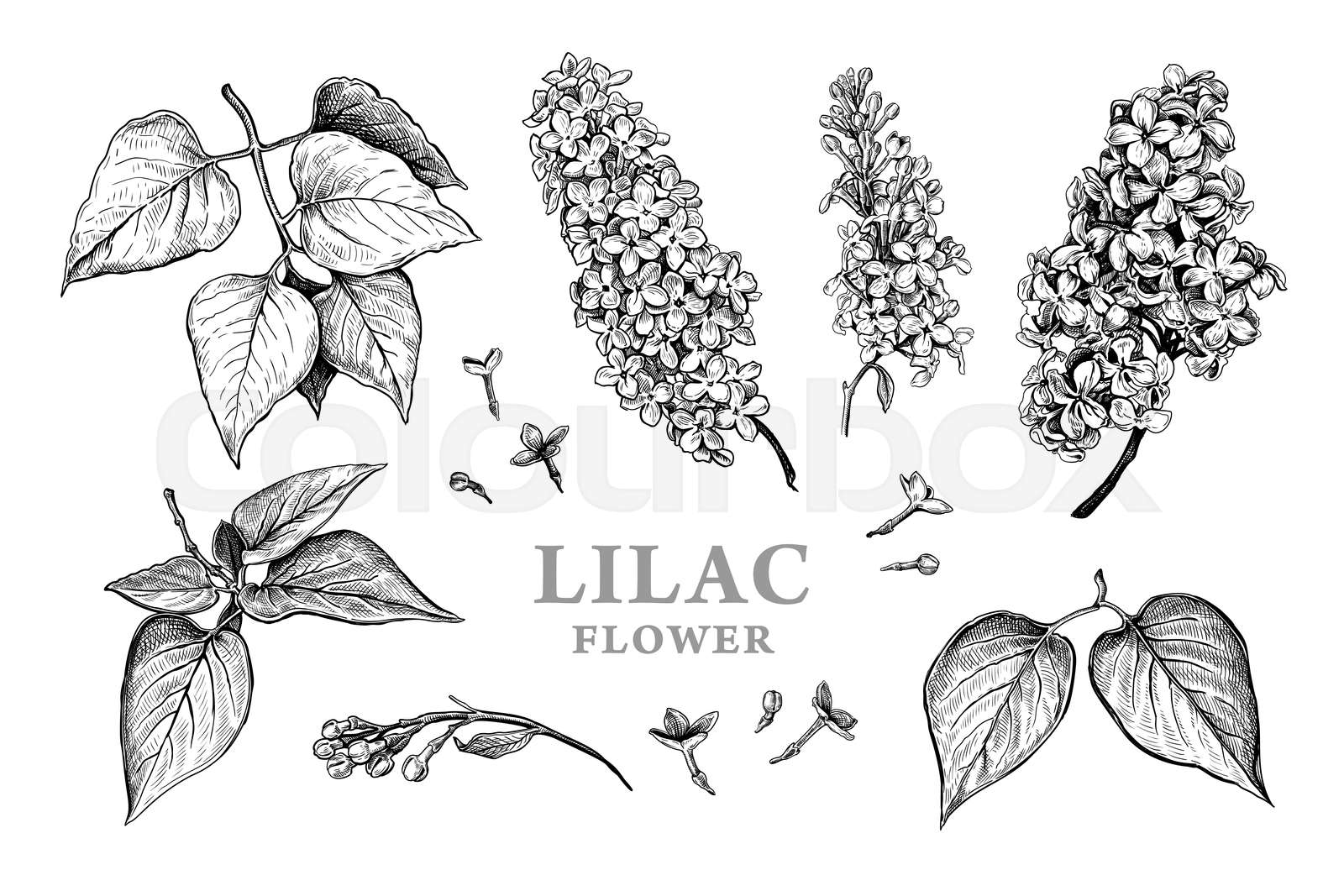 Lilac Flower Drawing