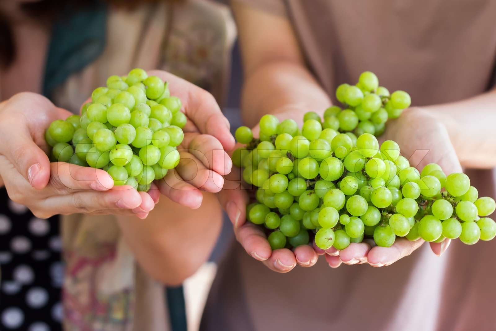 grape in woman hands | Stock image | Colourbox
