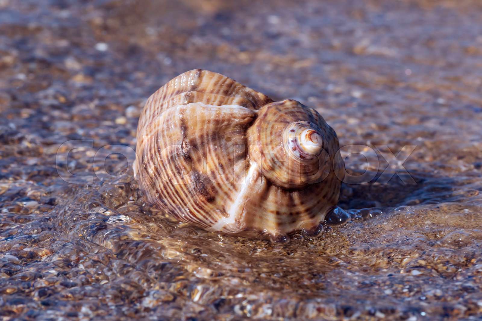 muschel, landschaft, sand | Stock Bild | Colourbox