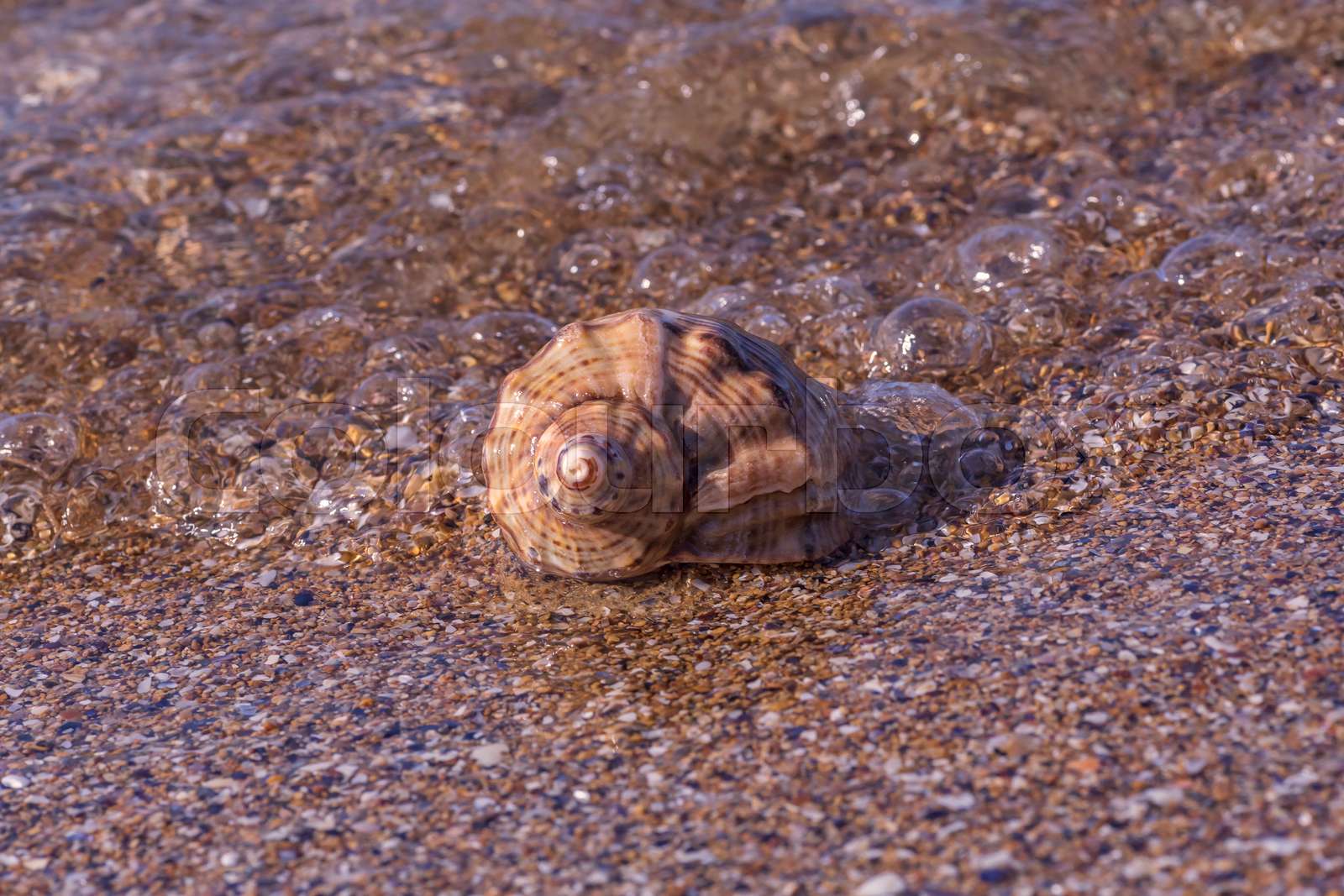 muschel, landschaft, sand | Stock Bild | Colourbox