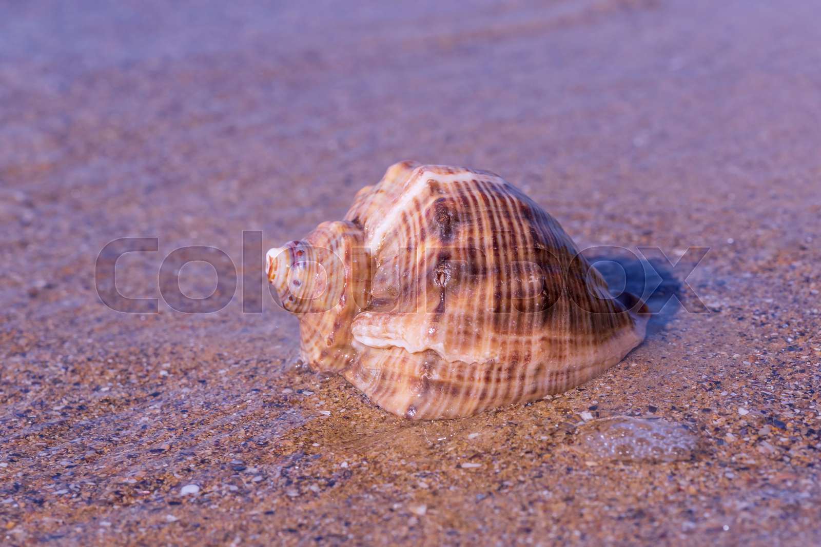 seashell lying on sand at sea coast | Stock image | Colourbox