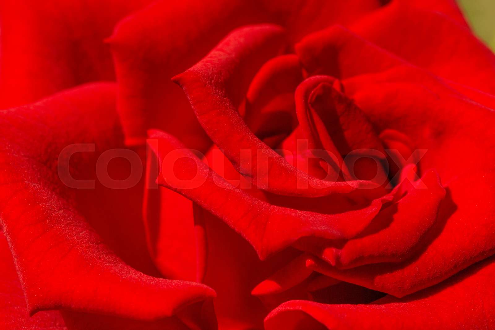 rot, flora, im | Stock Bild | Colourbox