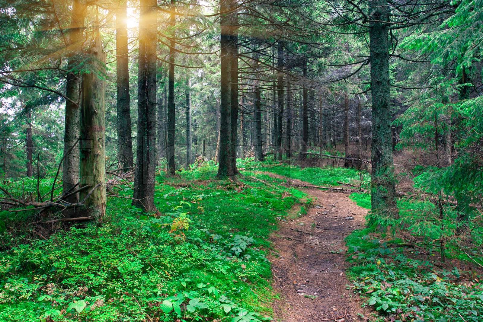 Wald | Stock Bild | Colourbox