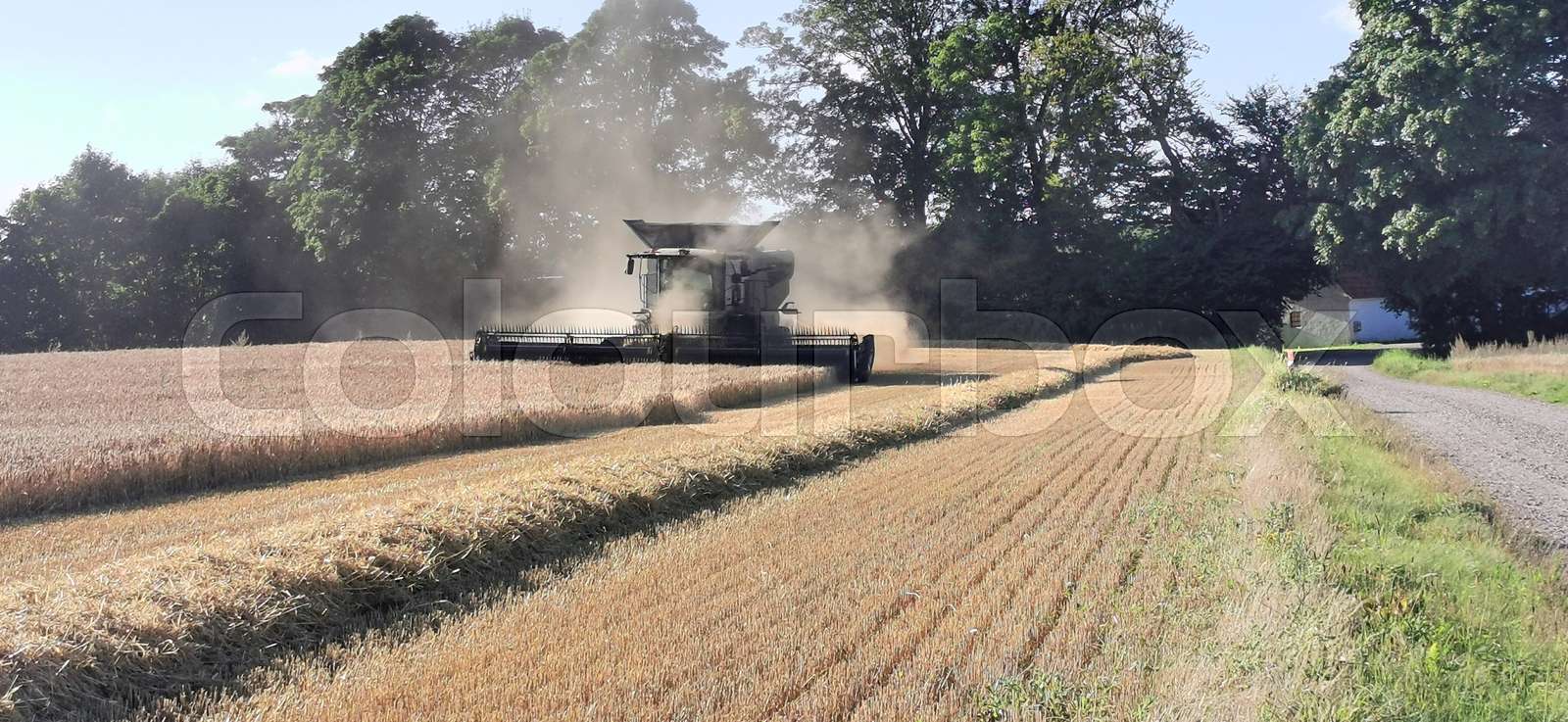 harvest, reap, reaping | Stock image | Colourbox