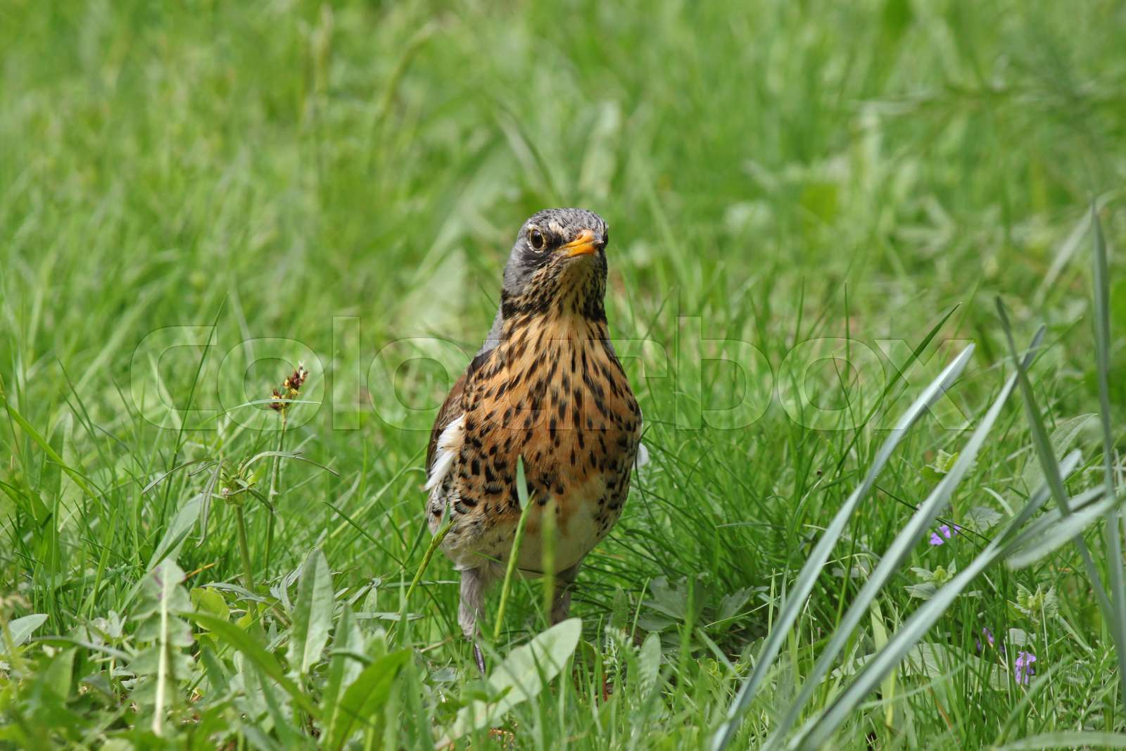 soor, fauna, starren | Stock Bild | Colourbox