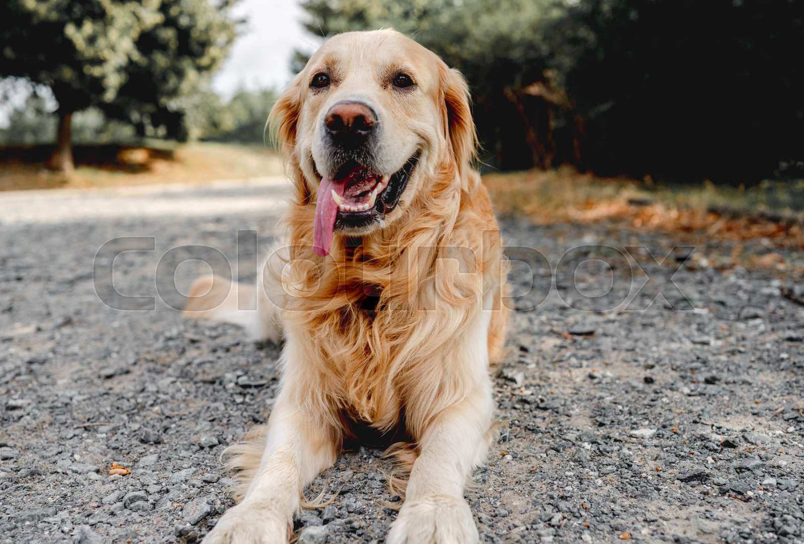 Golden retriever dog outdoors | Stock image | Colourbox