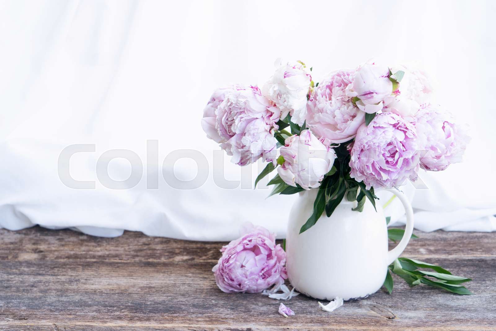 Fresh peonies flowers | Stock image | Colourbox