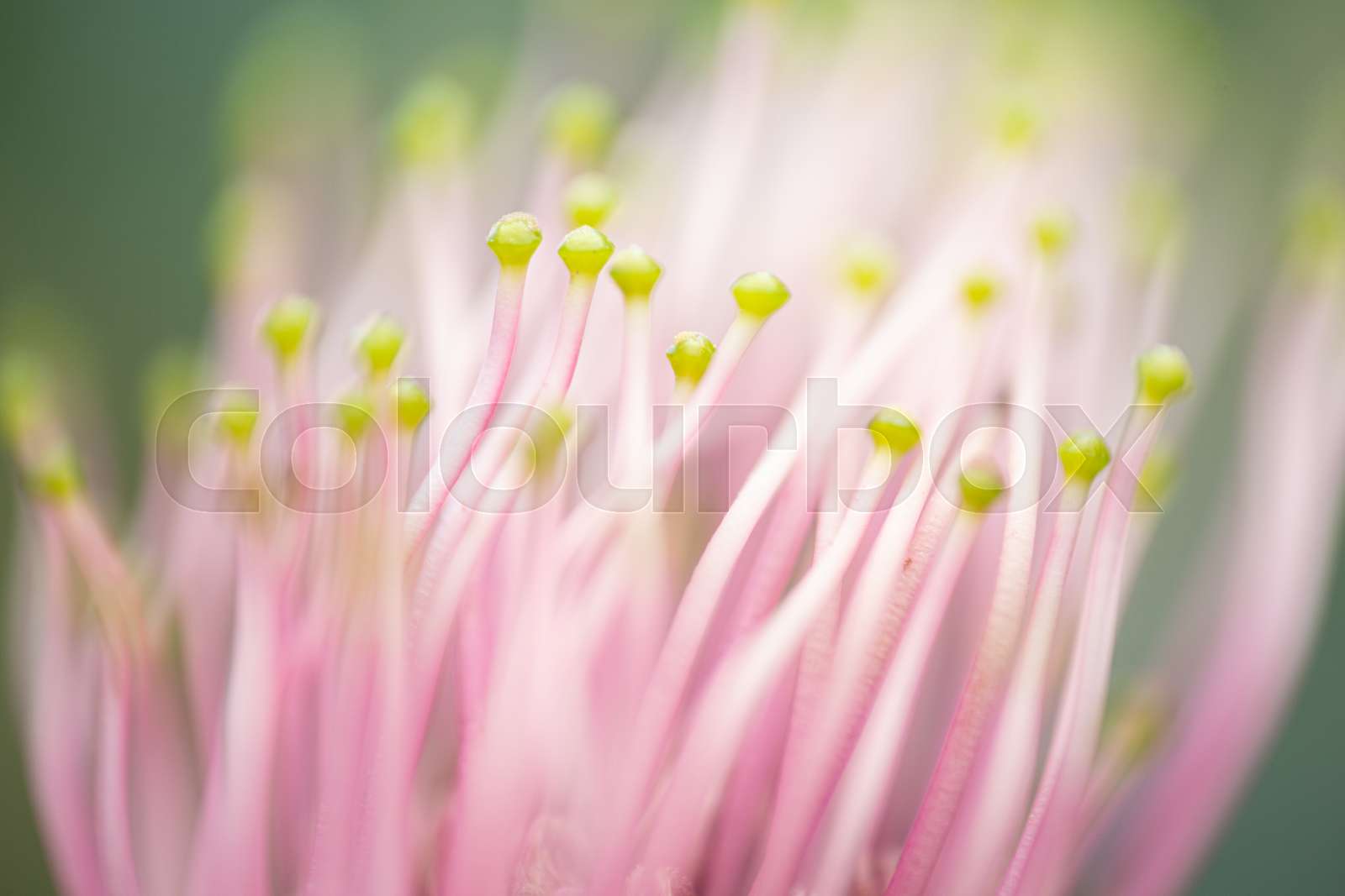 Native Australian Flower abstract | Stock image | Colourbox