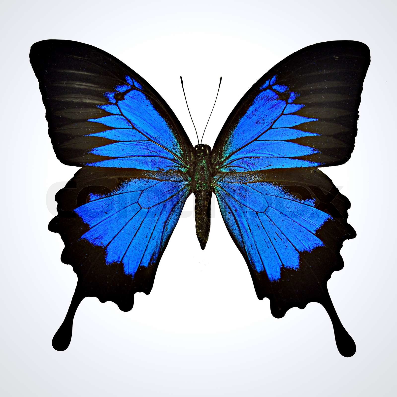 Black and blue butterfly on light gray background- Papilio ulysses ...