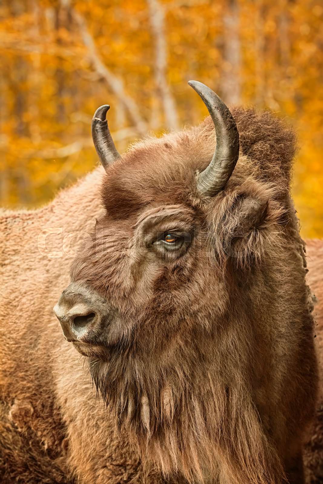 Close up portrait of Bison | Stock image | Colourbox
