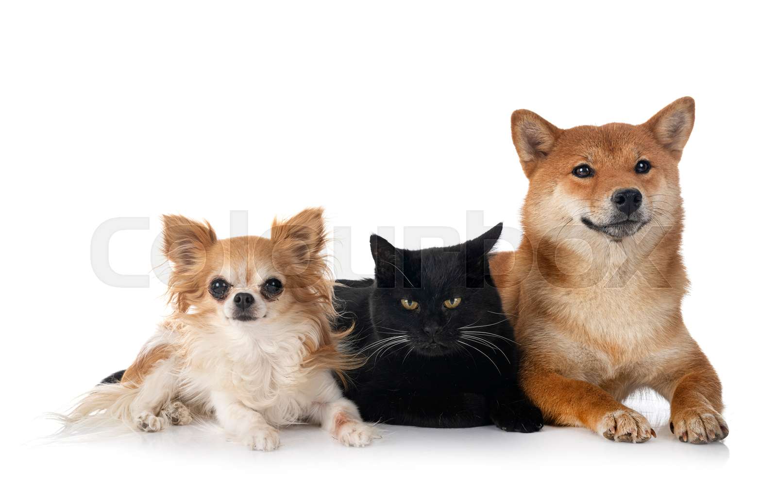 shiba inu, cat and chihuahua in studio | Stock image | Colourbox