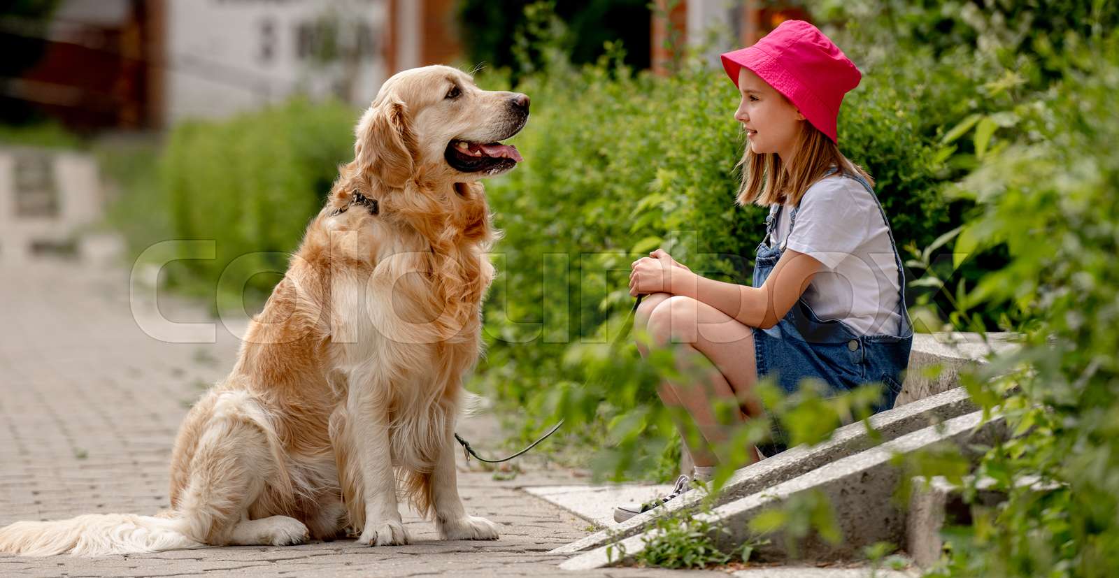 Preteen girl with golden retriever dog | Stock image | Colourbox