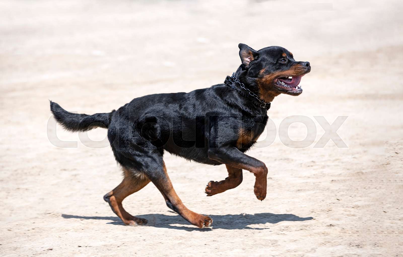 training of rottweiler | Stock image | Colourbox