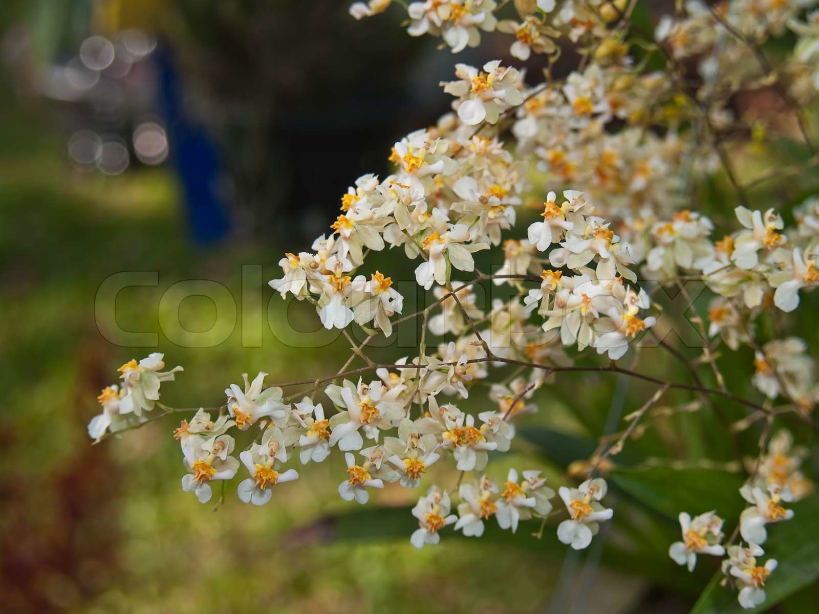Oncidium Twinkle | Stock image | Colourbox