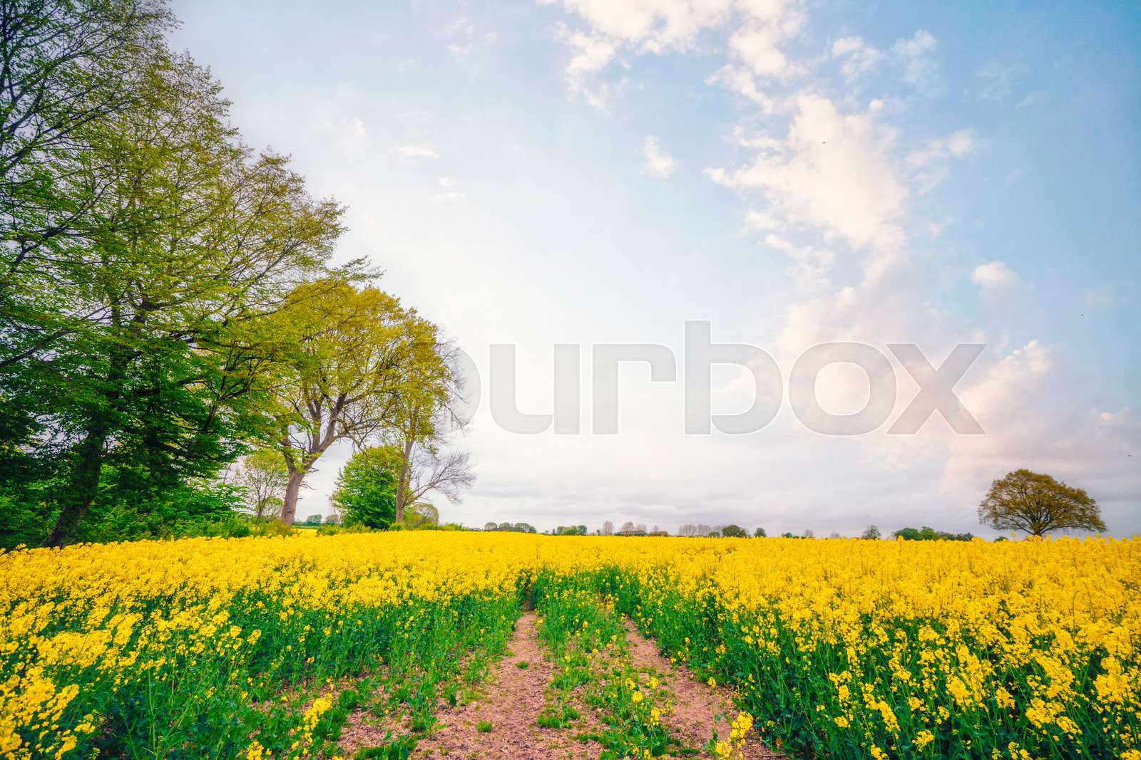 Summer landscape in Scandinavia with yellow canola | Stock image ...