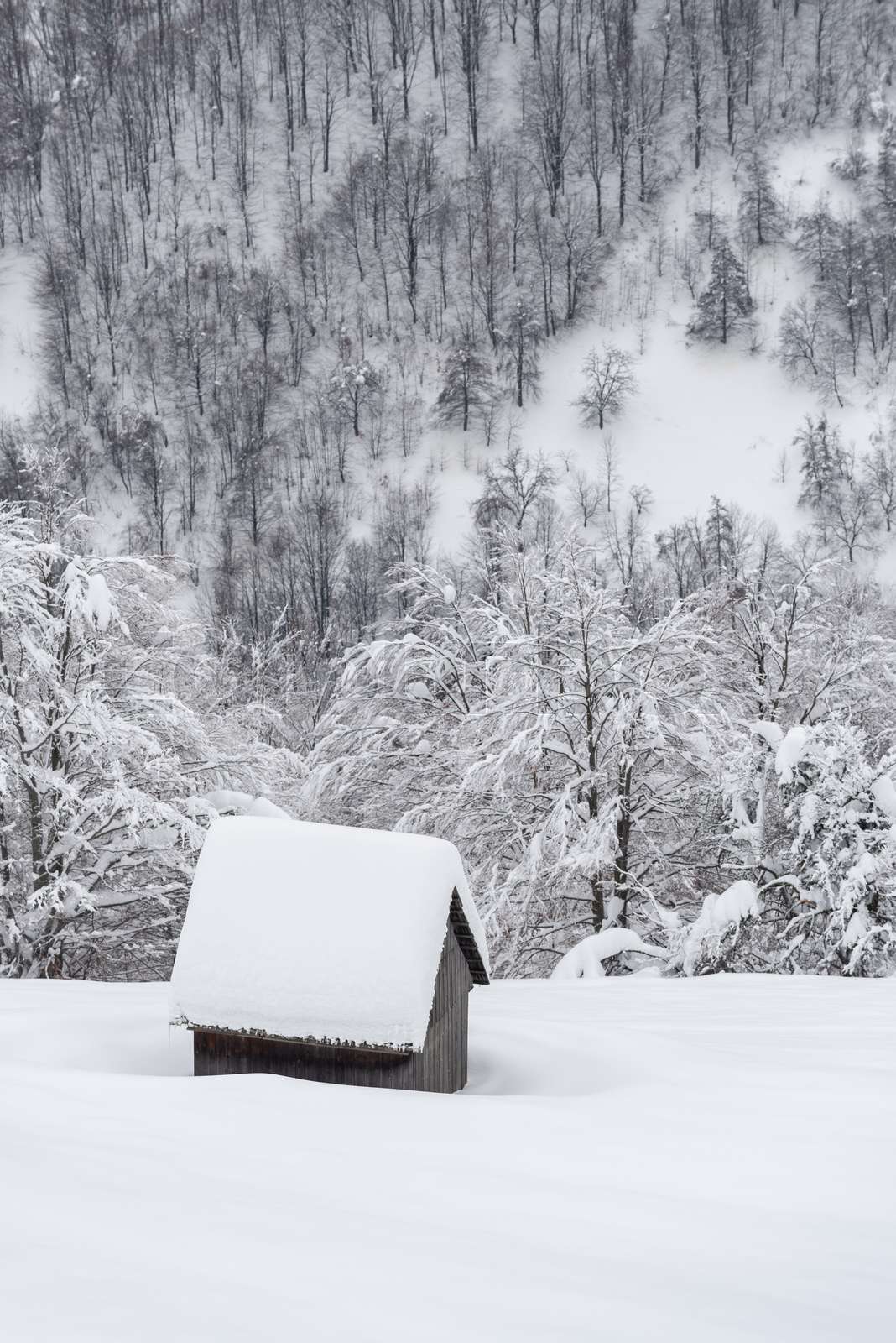 Winter view after snowfall | Stock image | Colourbox
