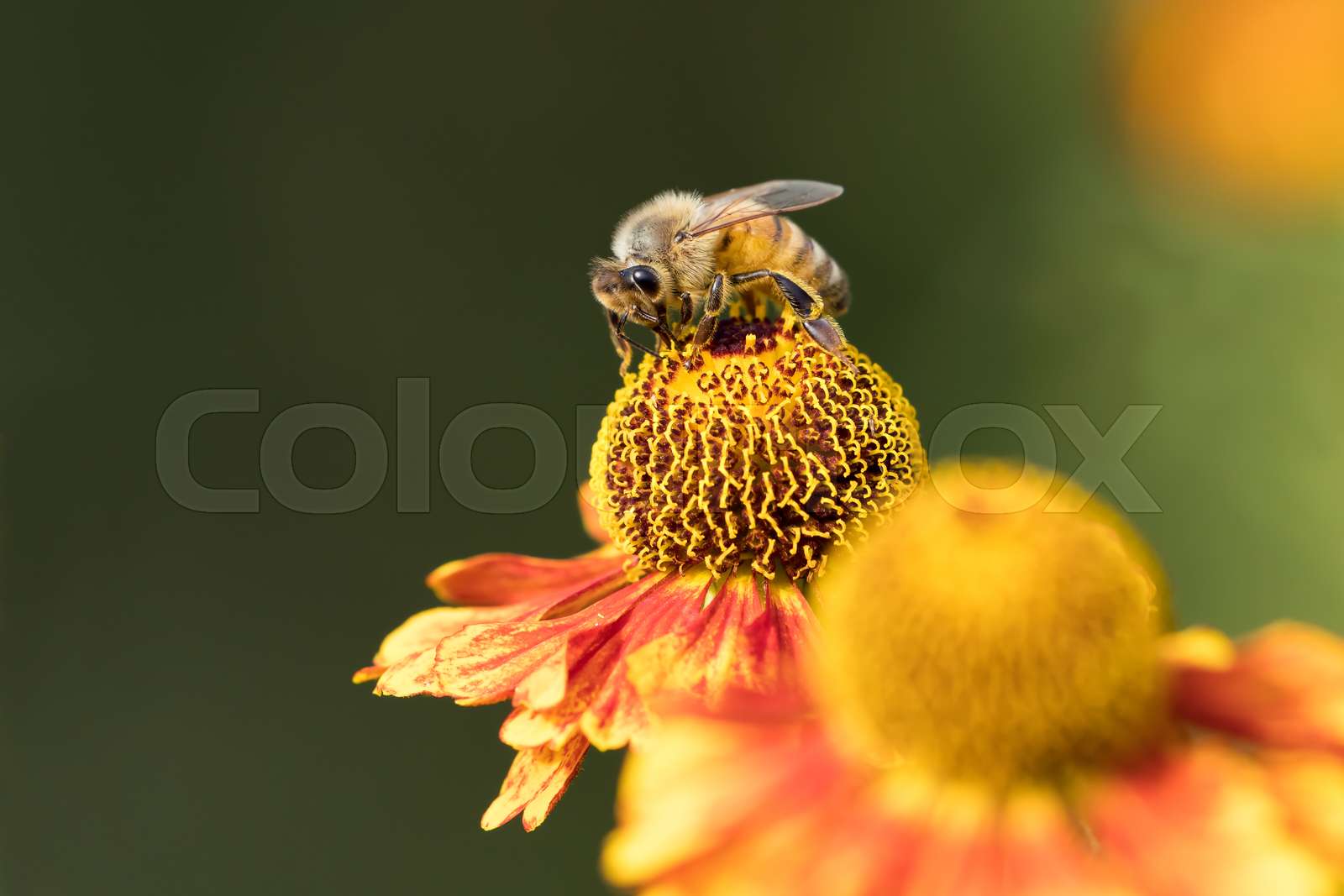 Honey bee on a flower | Stock image | Colourbox