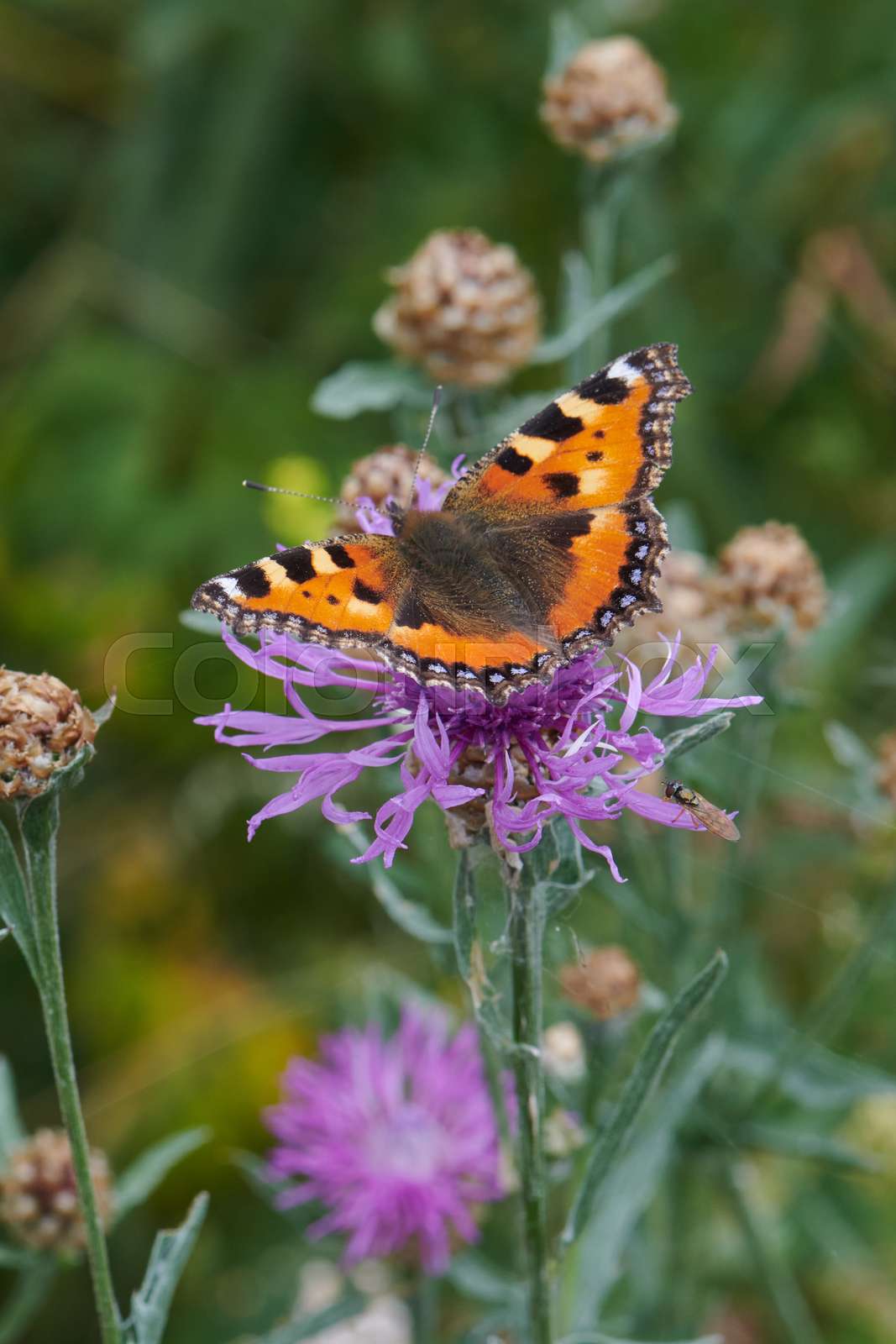 butterfly, on, pollinator | Stock image | Colourbox