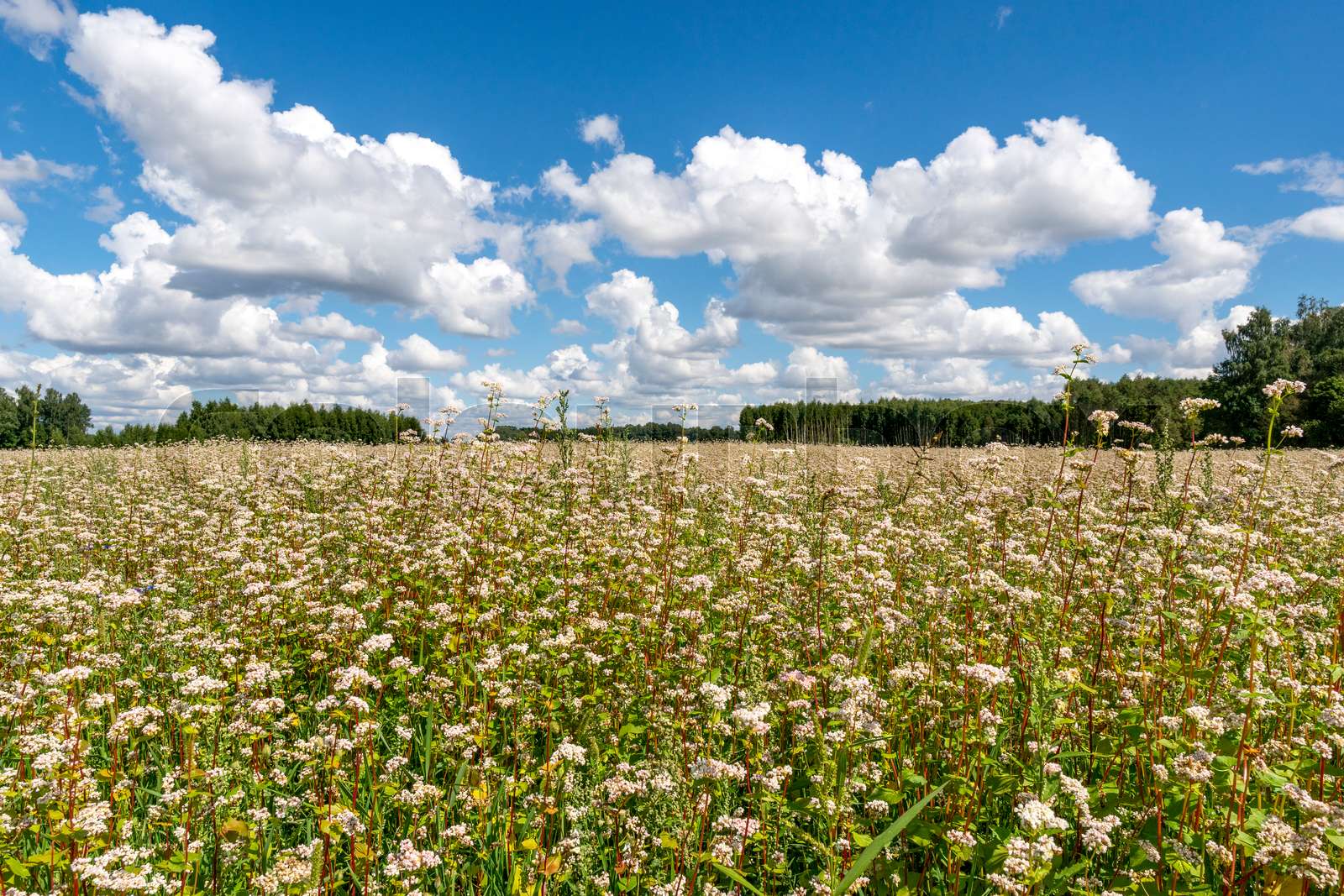 Farmland with white flowering buckwheat | Stock image | Colourbox