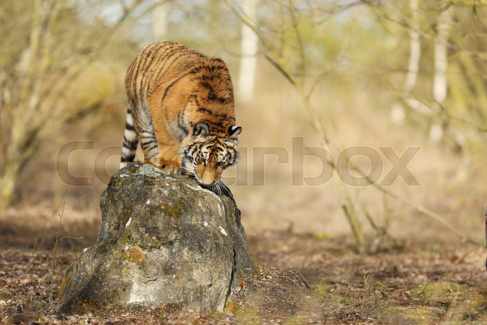 tier, junge, russland | Stock Bild | Colourbox