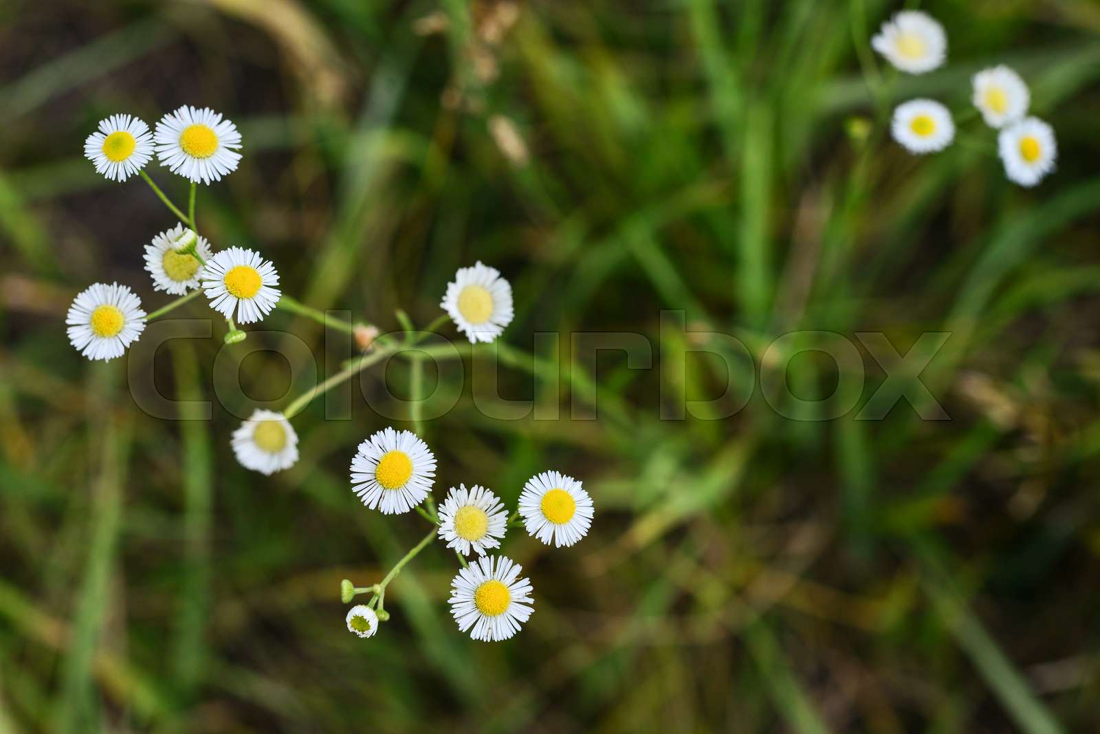 Erigeron annuus, annual fleabane white flowers | Stock image | Colourbox