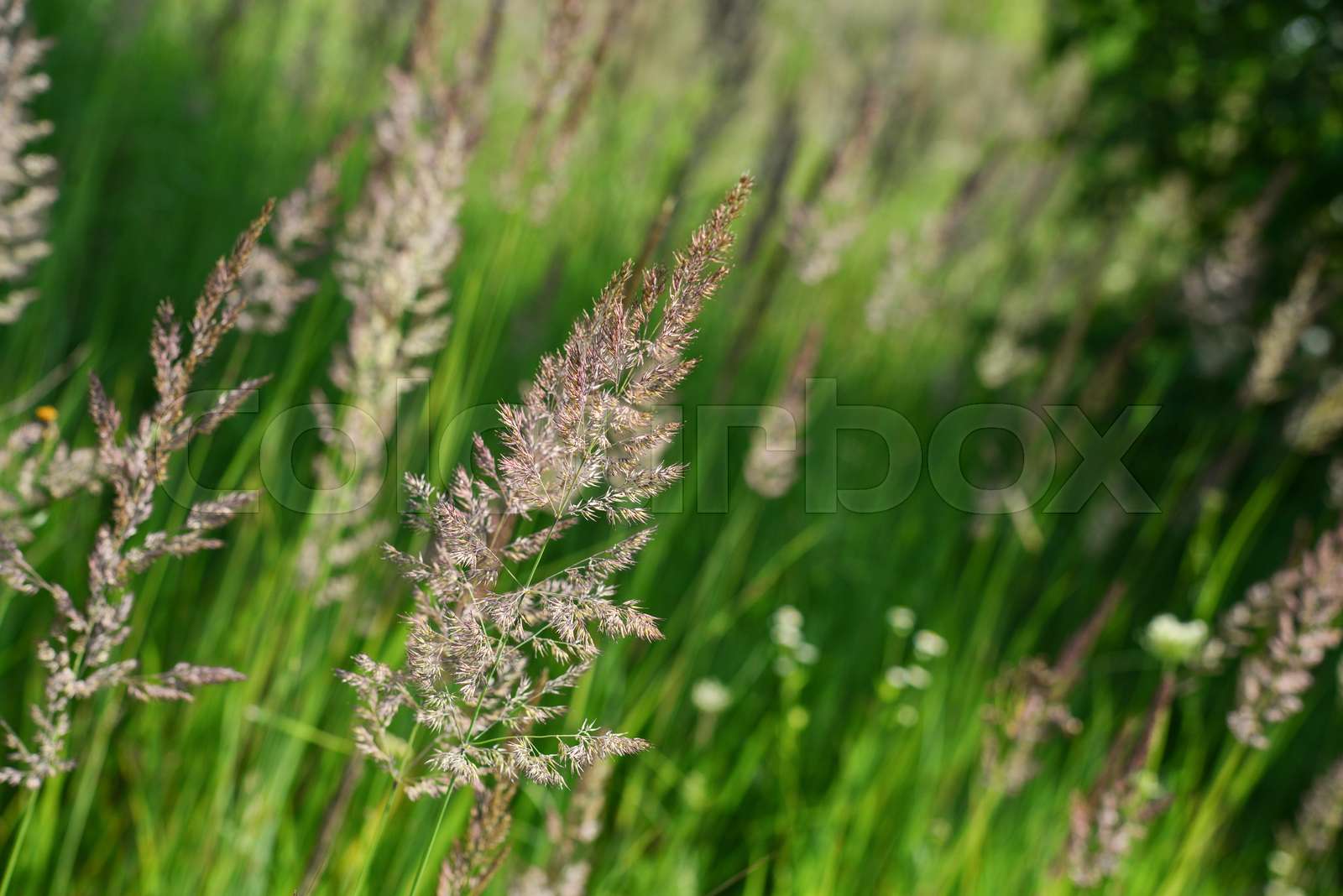 Long Grass In A Meadow Stock Image Colourbox