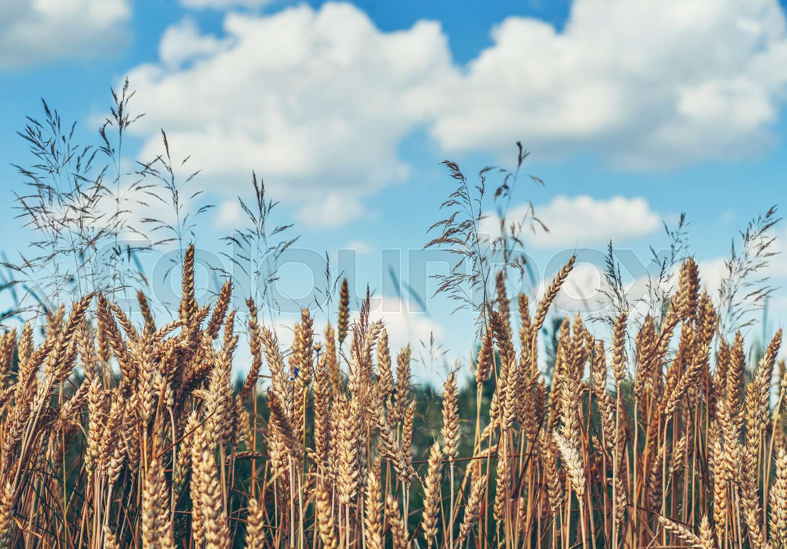 Wheat field with golden spikelets | Stock image | Colourbox