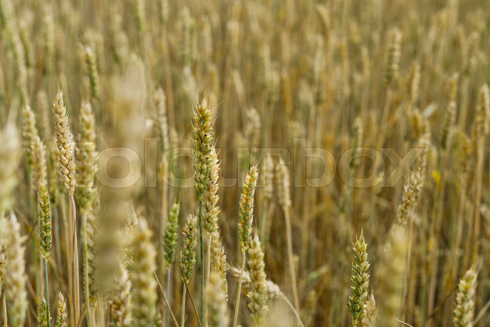 Wheat field with golden spikelets | Stock image | Colourbox