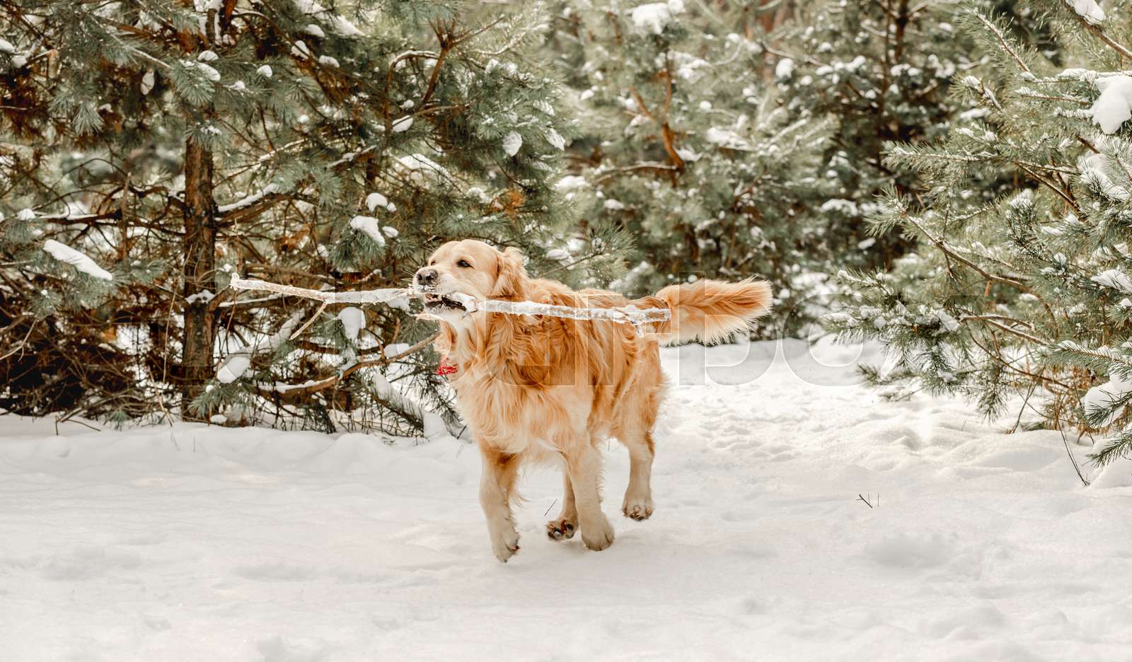 Golden retriever dog in winter time | Stock image | Colourbox