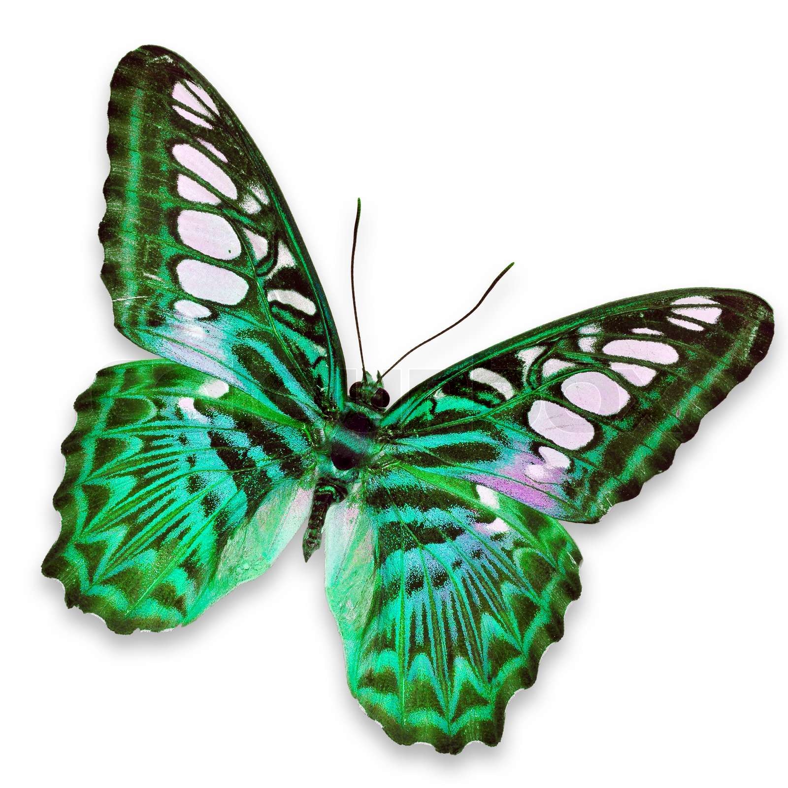Green butterfly | Stock image | Colourbox