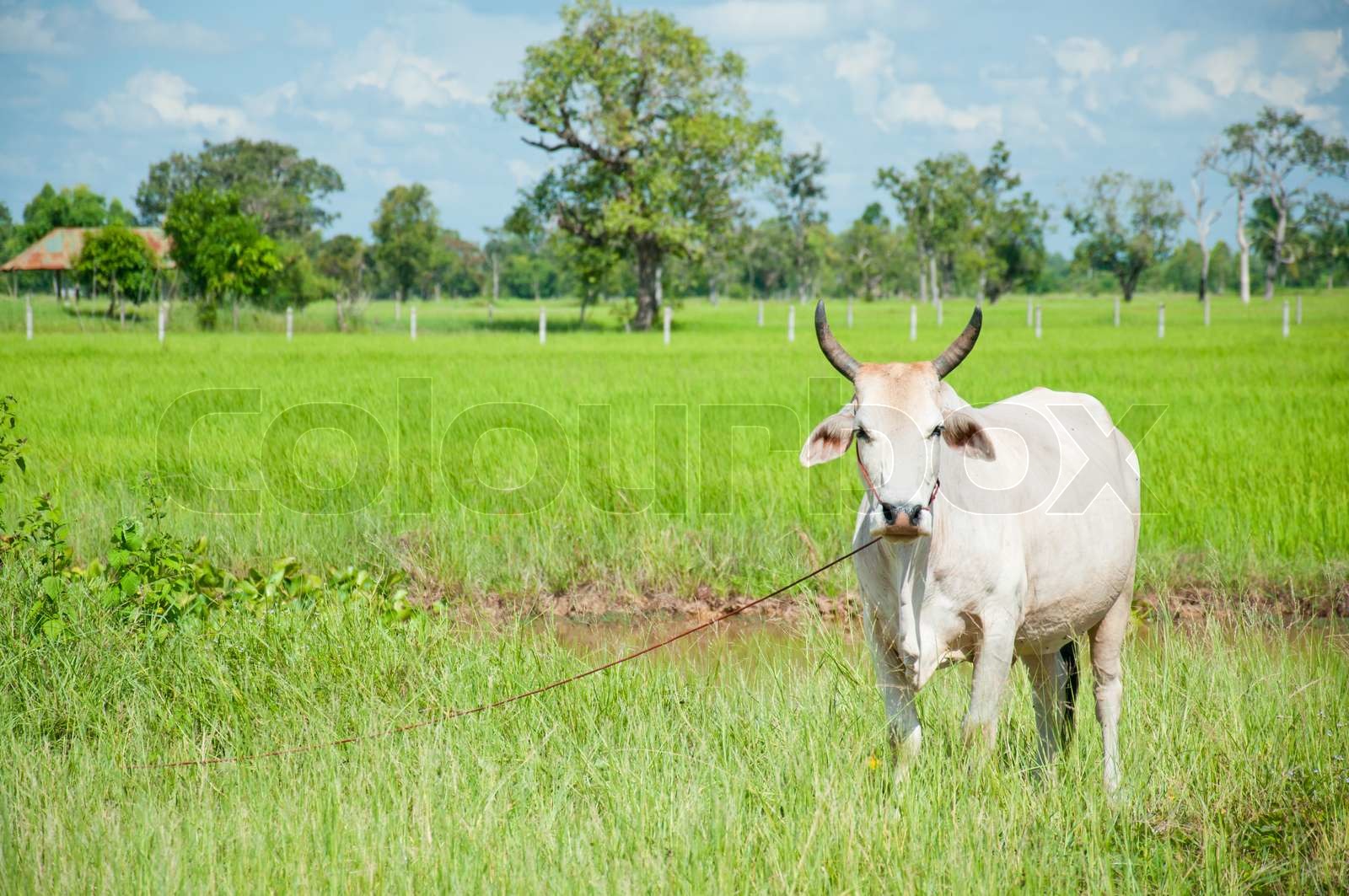 asian cow | Stock image | Colourbox