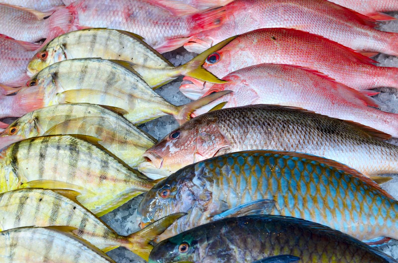frischer Fisch | Stock Bild | Colourbox